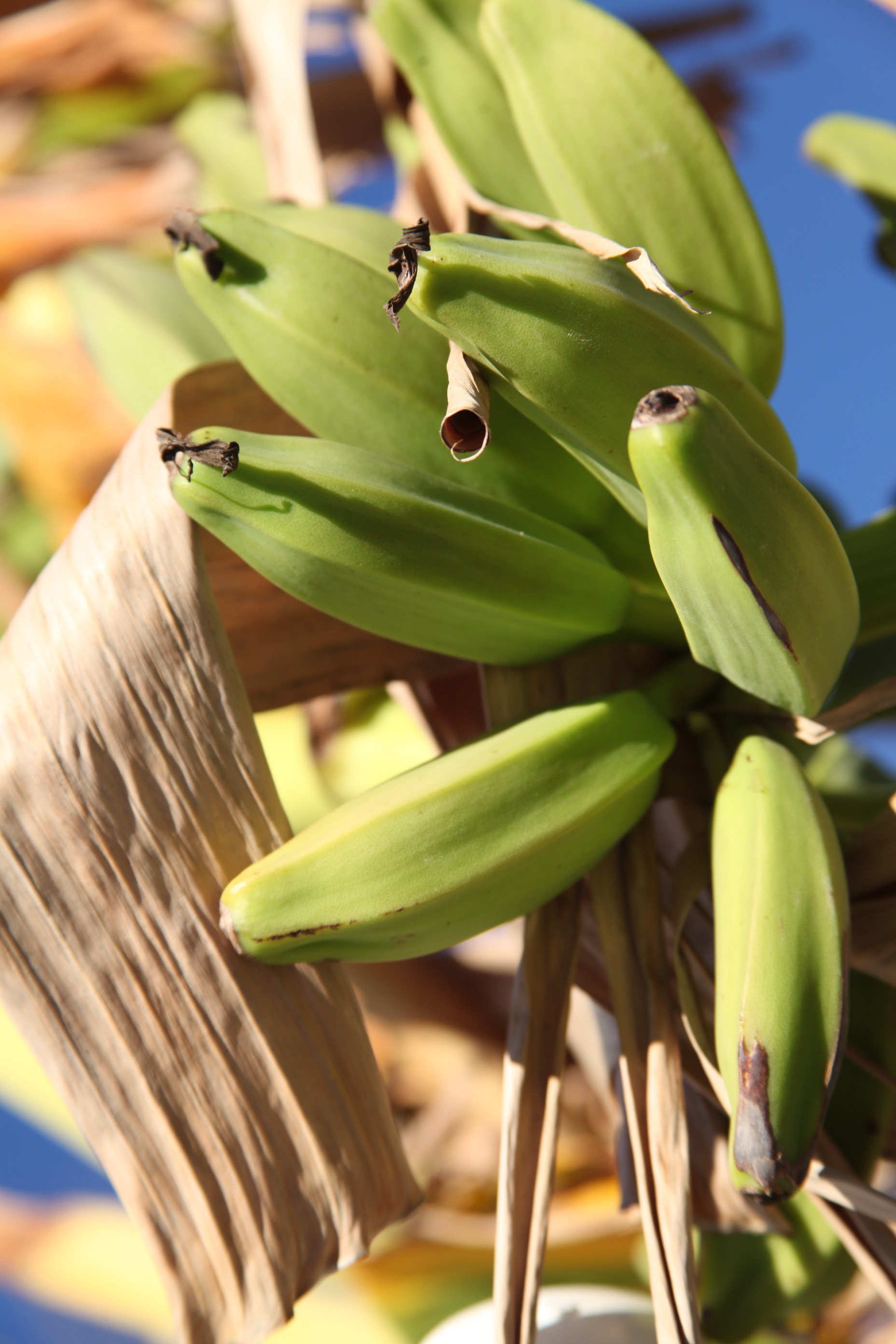 About Me – Allison Griner